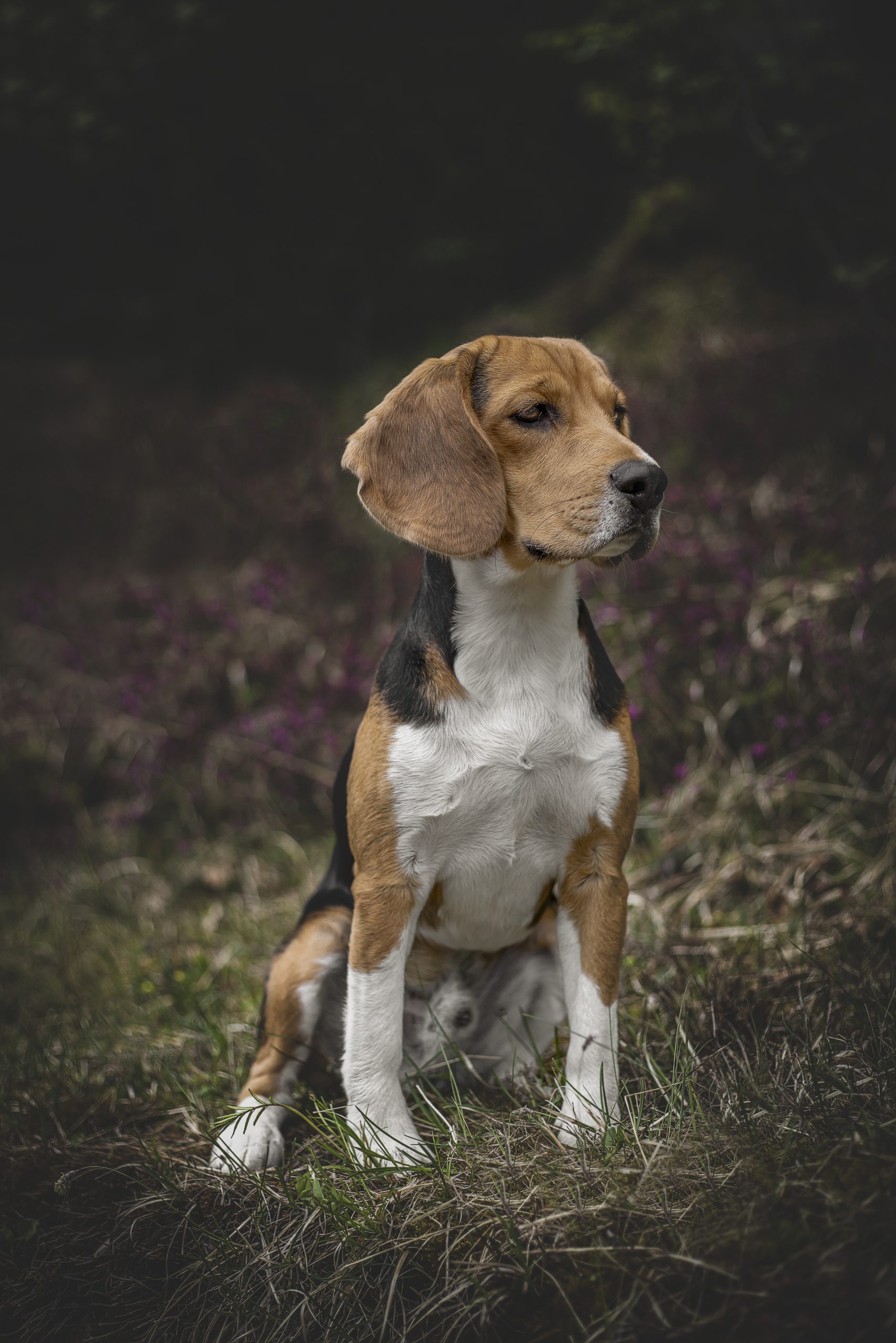 Herkunft – Verein Jagd-Beagle e.V.