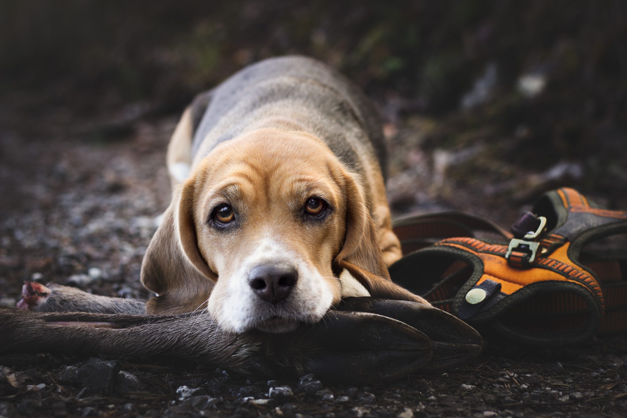 Jagdeinsatz – Verein Jagd-Beagle e.V.