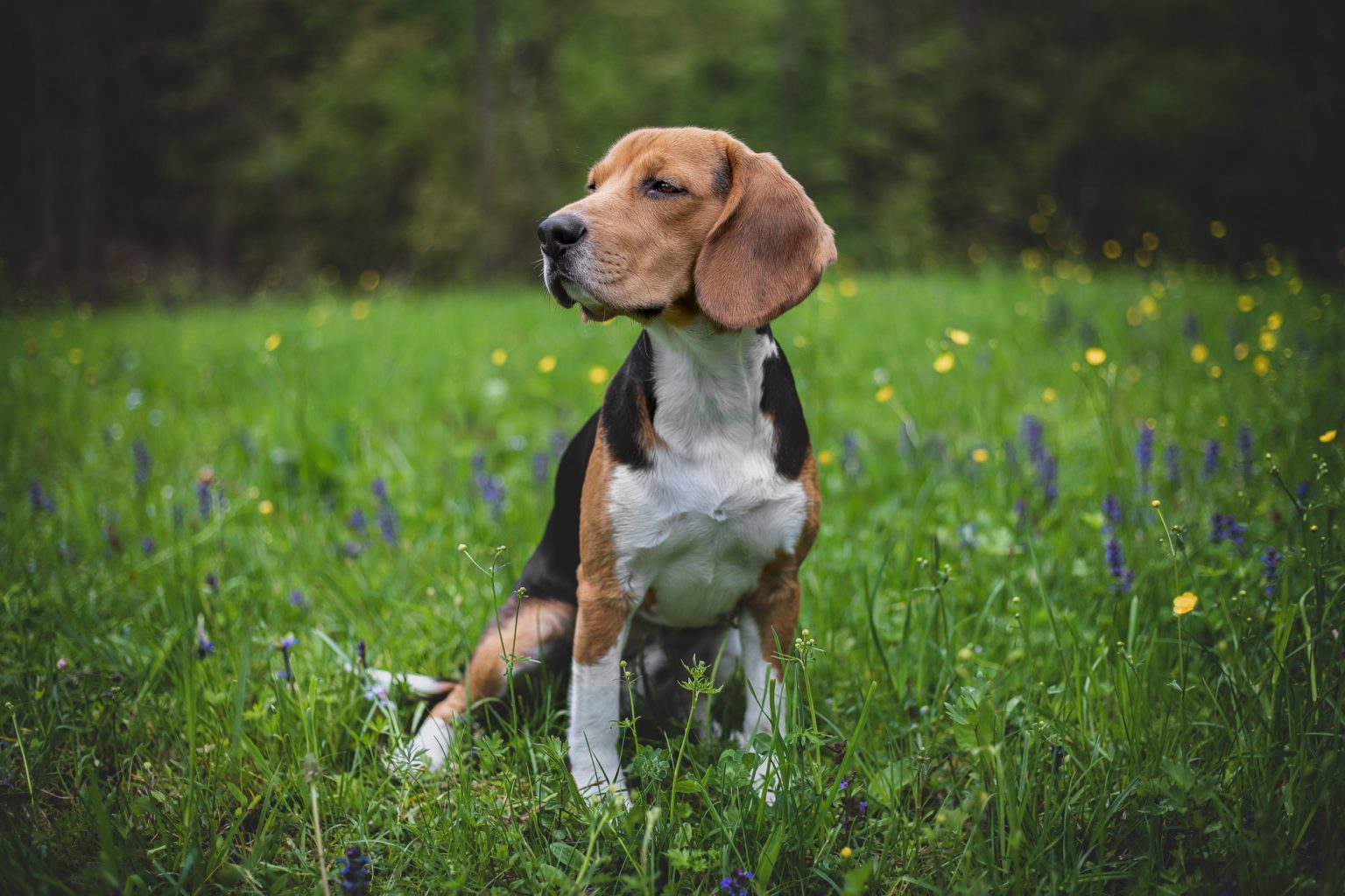 Erscheinungsbild – Verein Jagd-Beagle e.V.
