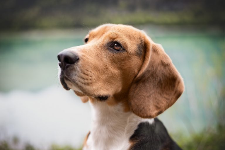 Erscheinungsbild – Verein Jagd-Beagle e.V.